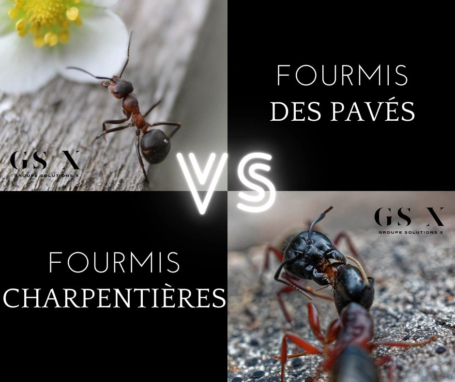 Fourmis des pavés Fourmis charpentières