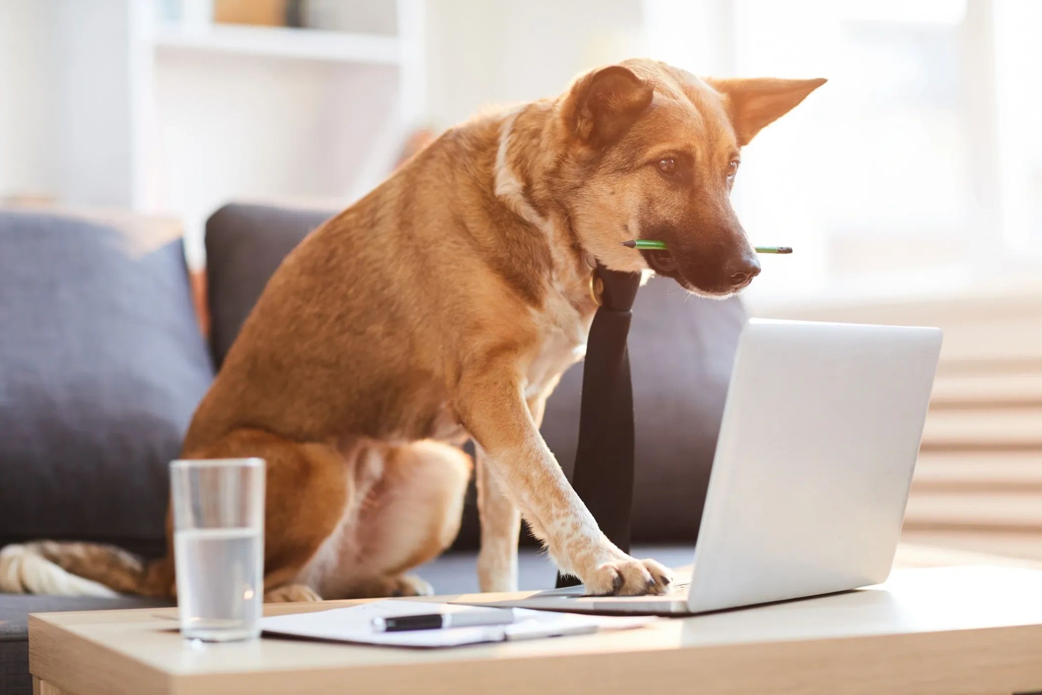 Thundering Paws Consulting