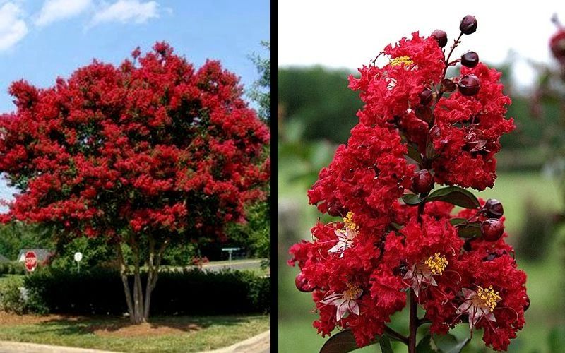 How To Trim Your Crape Myrtles