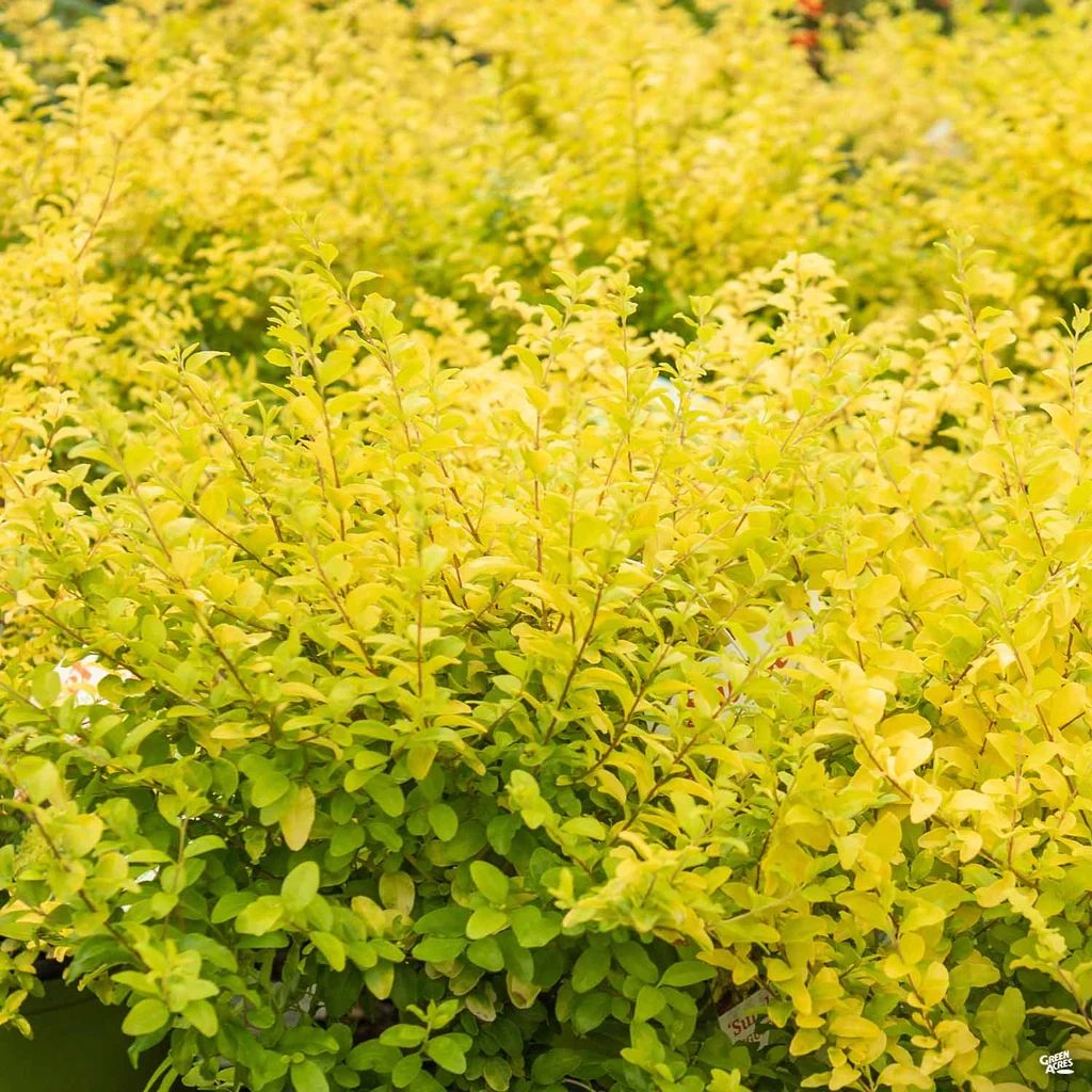 What To Plant: Sunshine Ligustrum