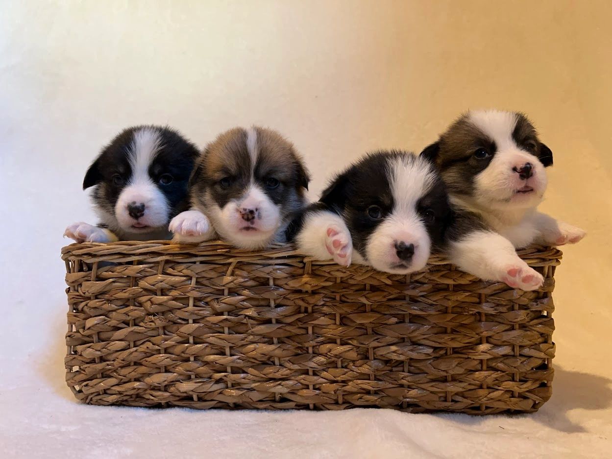 thistle bee awesome corgis