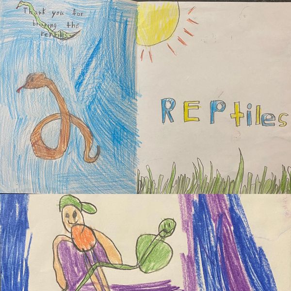 Storefront | Raging Reptiles
