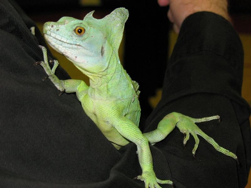 Basilisk Snake Real Life
