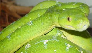 Exploring the Diverse Varieties of Green Tree Pythons