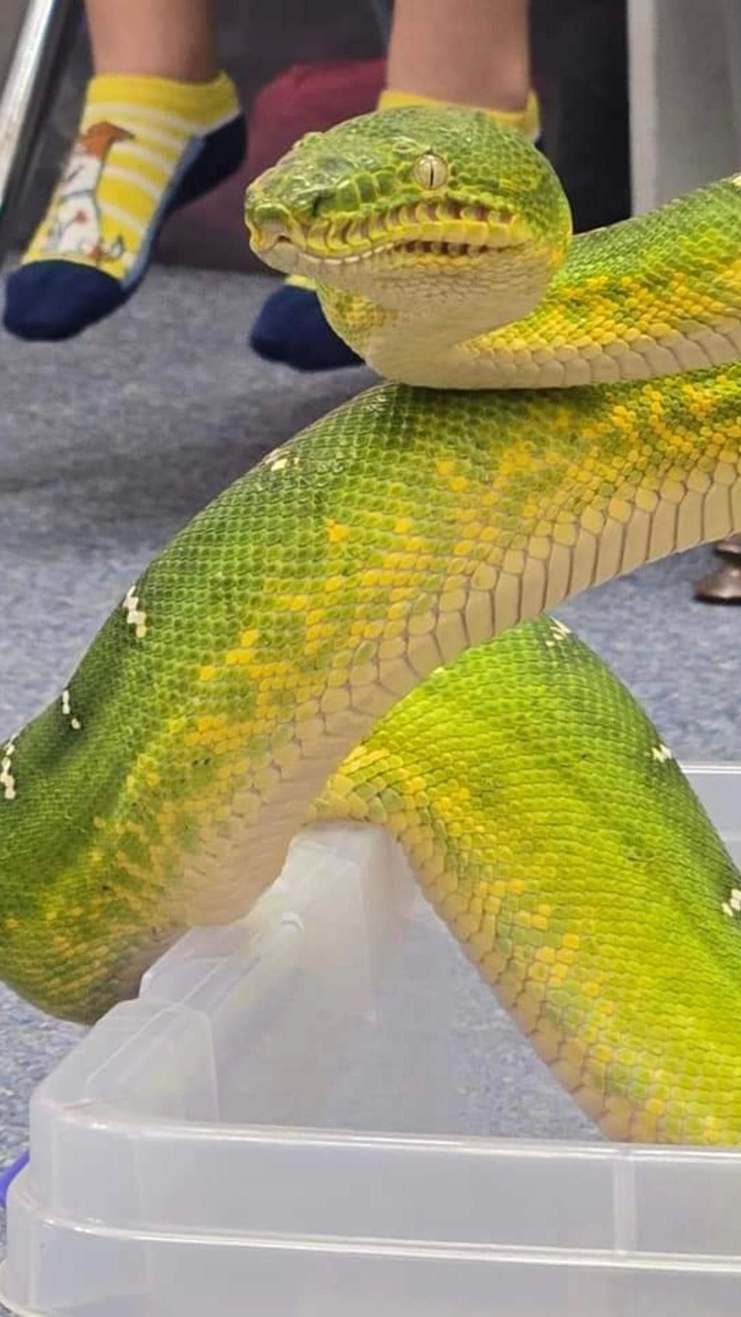 Understanding Heat Pits in Snakes: Nature’s Thermal Superpower