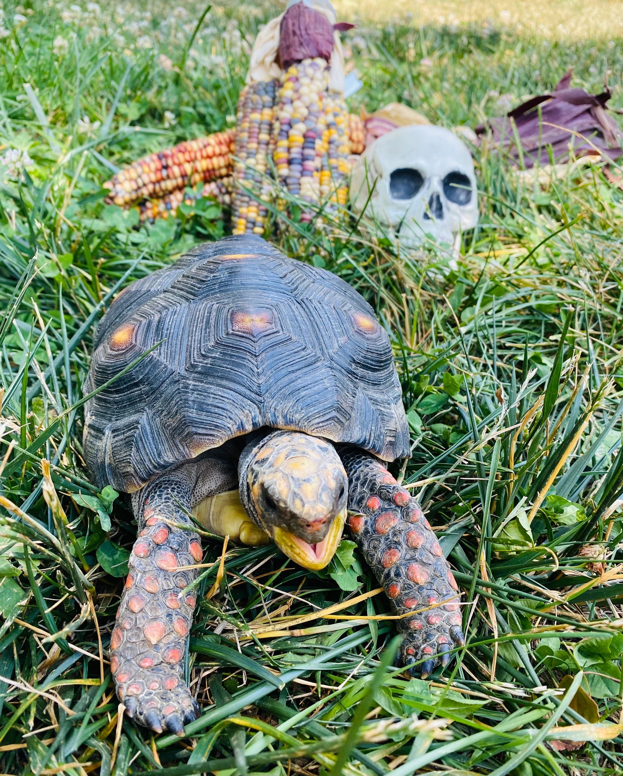Exploring the Fascinating World of Red-Footed Tortoises