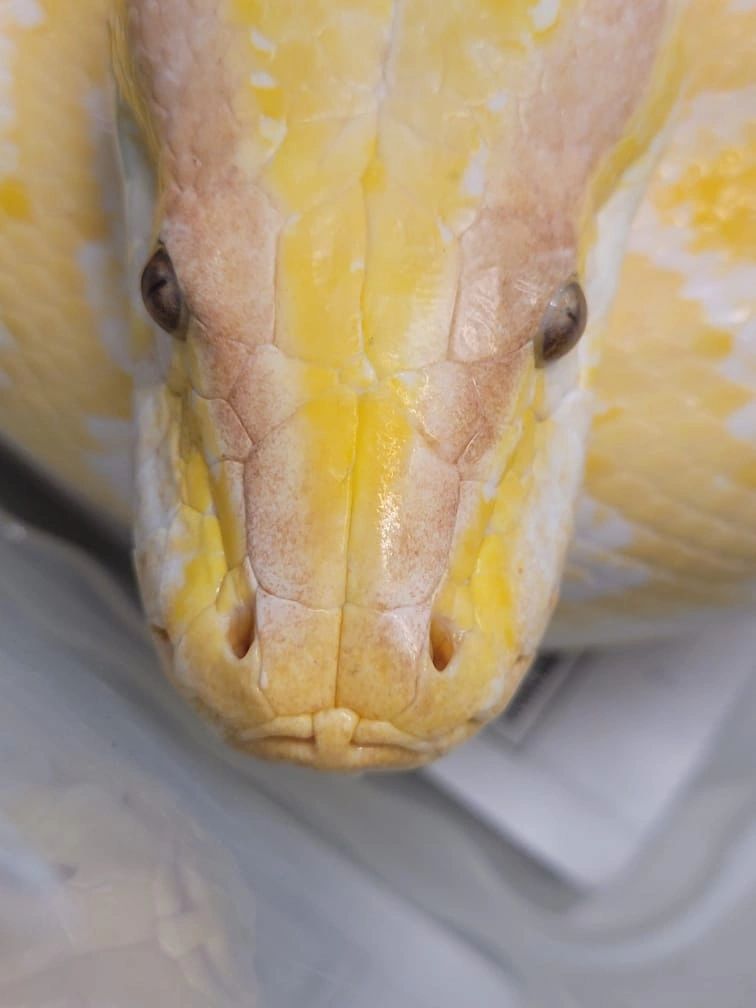 Understanding Albinism in Reptiles: A Unique Genetic Phenomenon