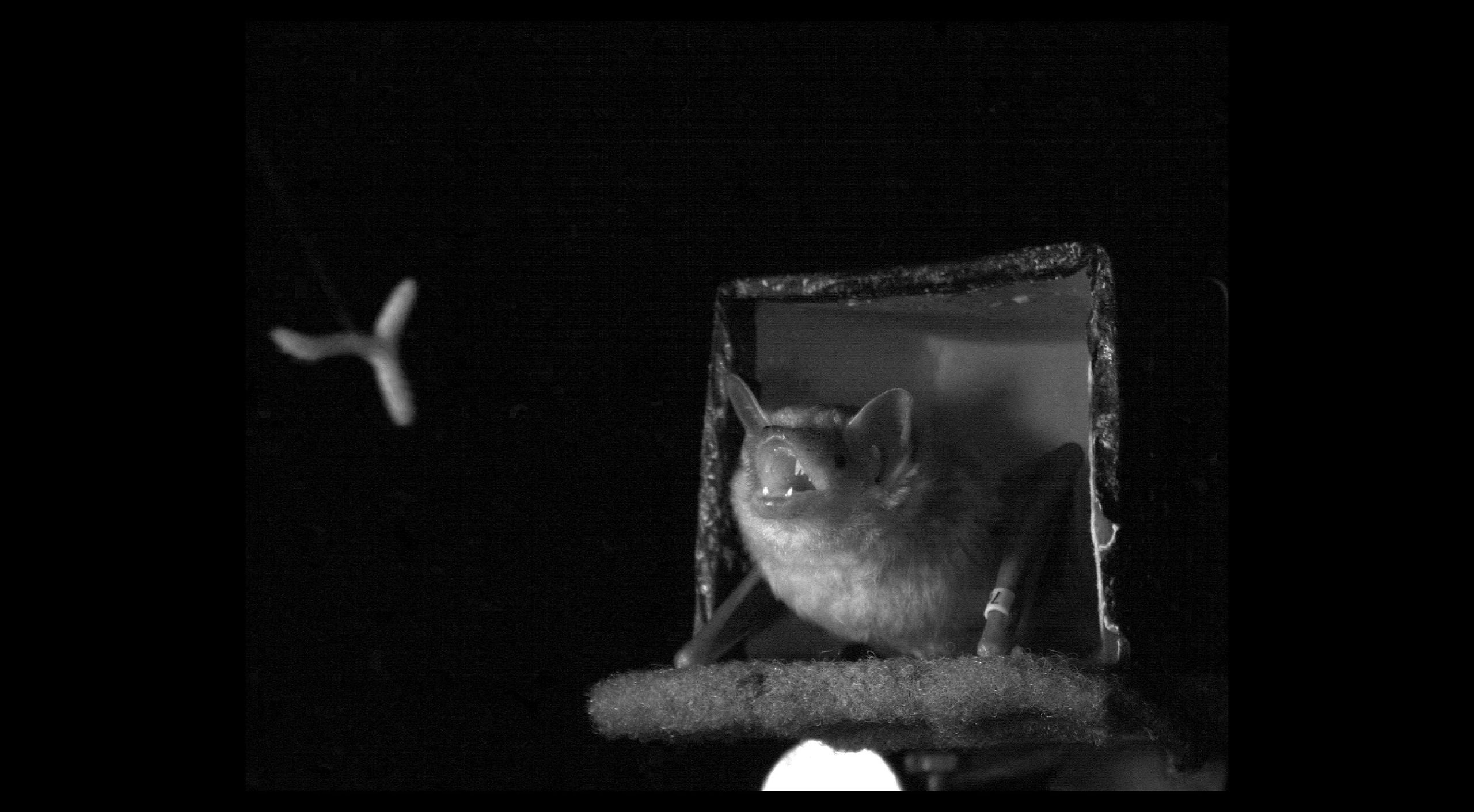 University of Arizona Batlab