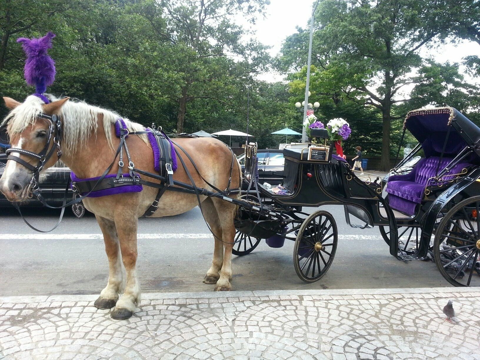 History of Horse Carriage Rides in Central Park