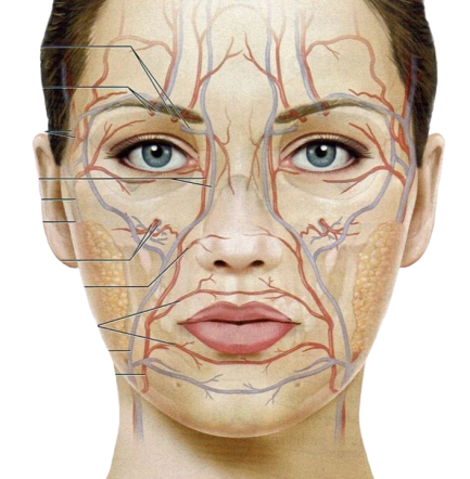 Central Connecticut Aesthetic Training Center - Home