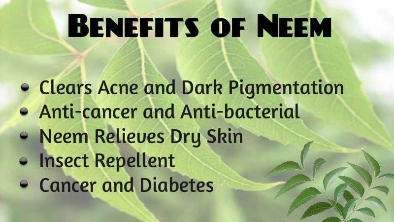 10 Health Benefits Of Neem