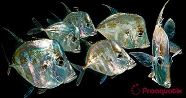 Aquacultured Miscellaneous fish