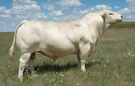 Reference Sires | Schmidt Cattle Company