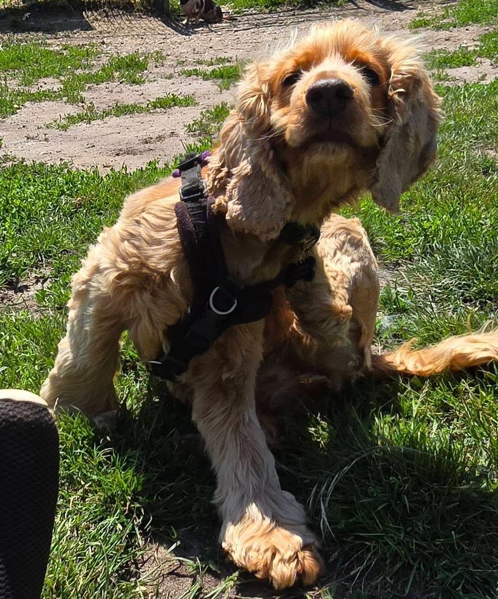 Dog Safety in Dorset: How Poole Pooches Can Dodge Ticks and Grass