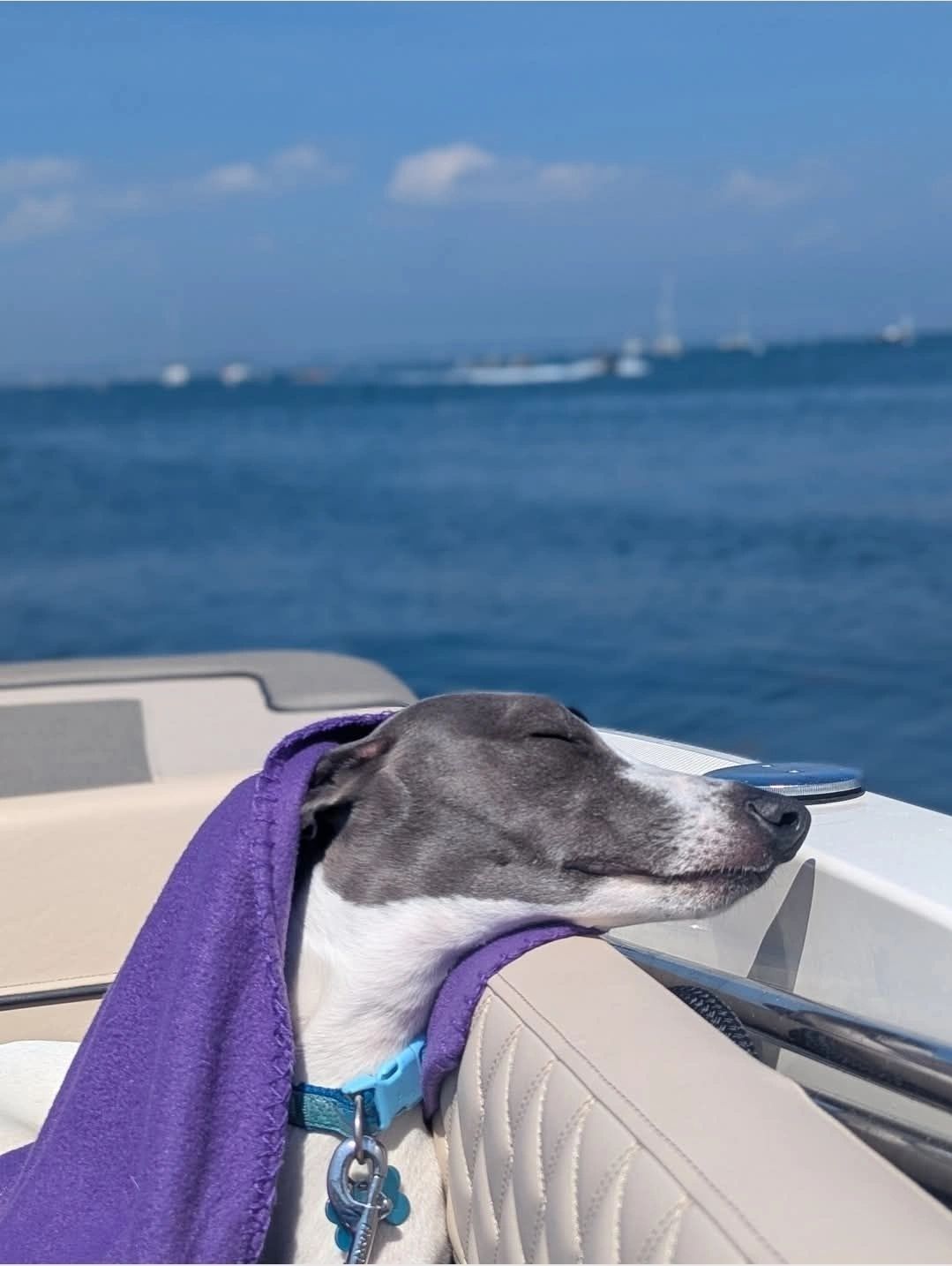 Keep Calm and Paddle On – Water Safety for Poole’s Dogs