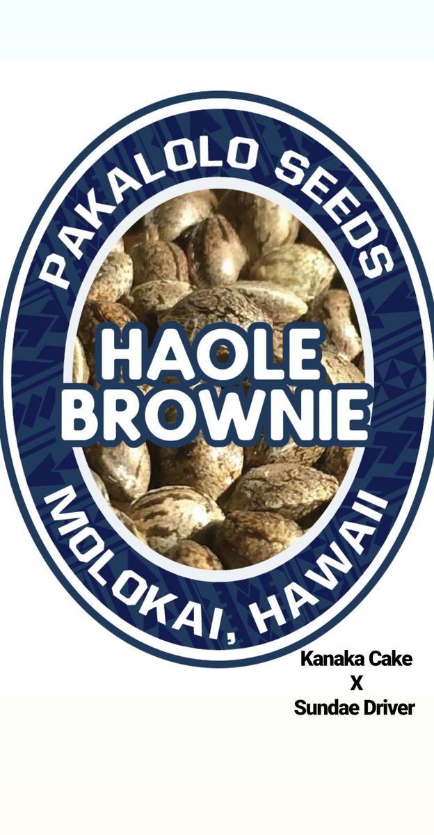 Haole Brownie