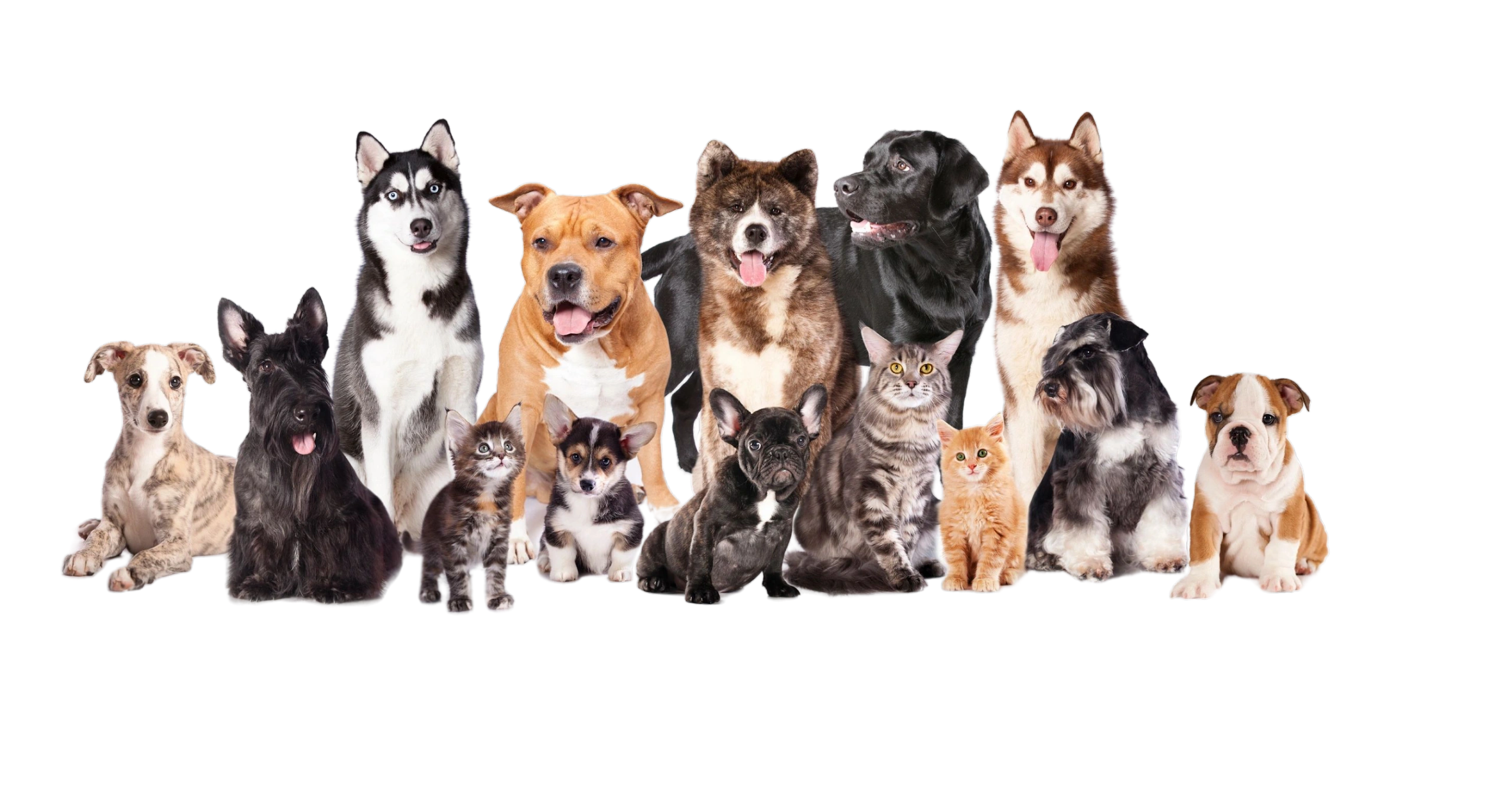 Become a rescue angel