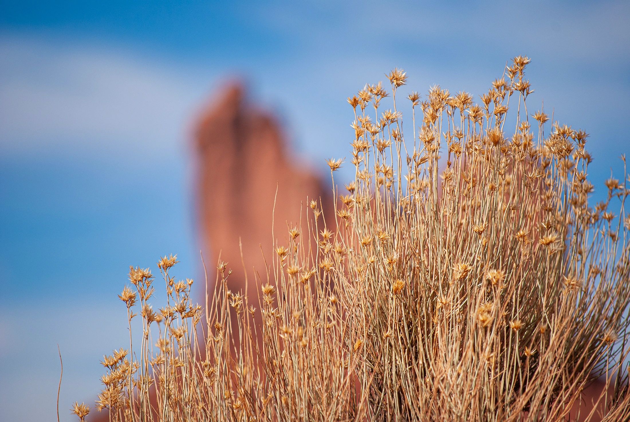 Navajo & Hopi Families COVID-19 Relief Fund