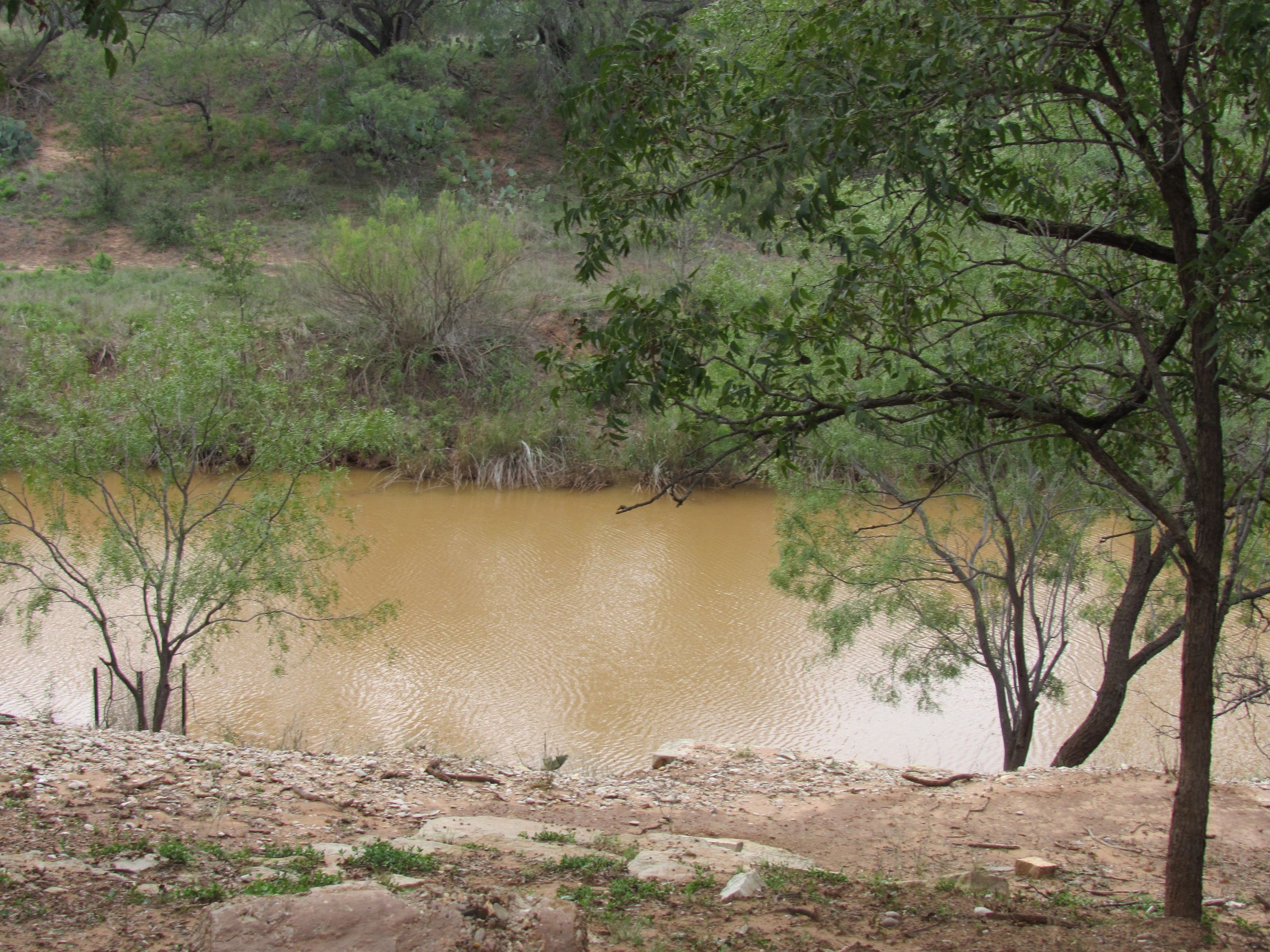 Bar O Ranch - Cattle Sales, Longhorn Cows
