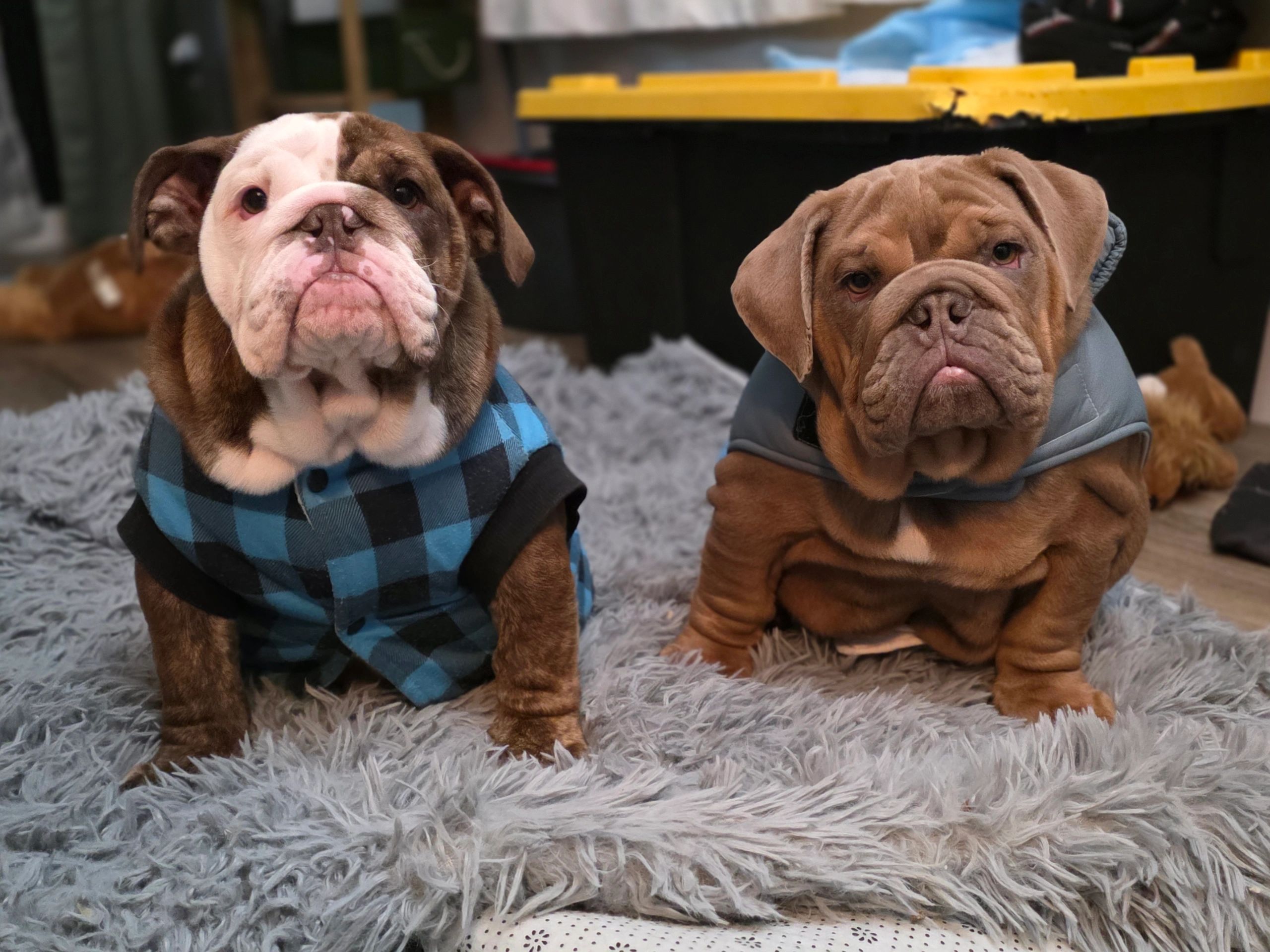 Hooligan Bullies: Premier English Bulldog Breeders in Michigan
