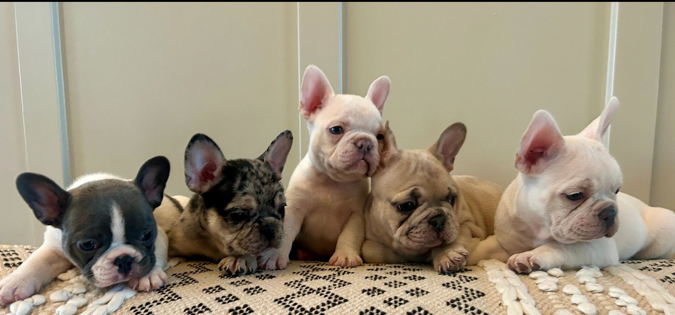 Ruff Roots French Bulldogs