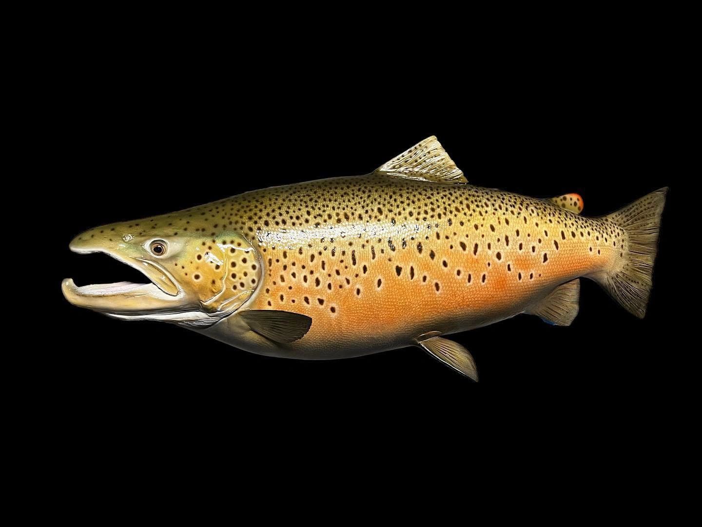 Anglers choice fish mounts - Fish Replicas, Fish Reproductions