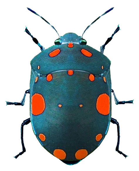 BUG Design