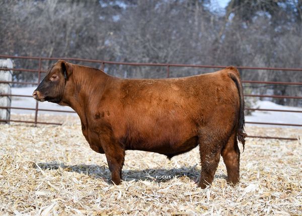 Red Angus Sires