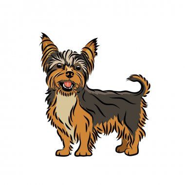 Available Yorkie