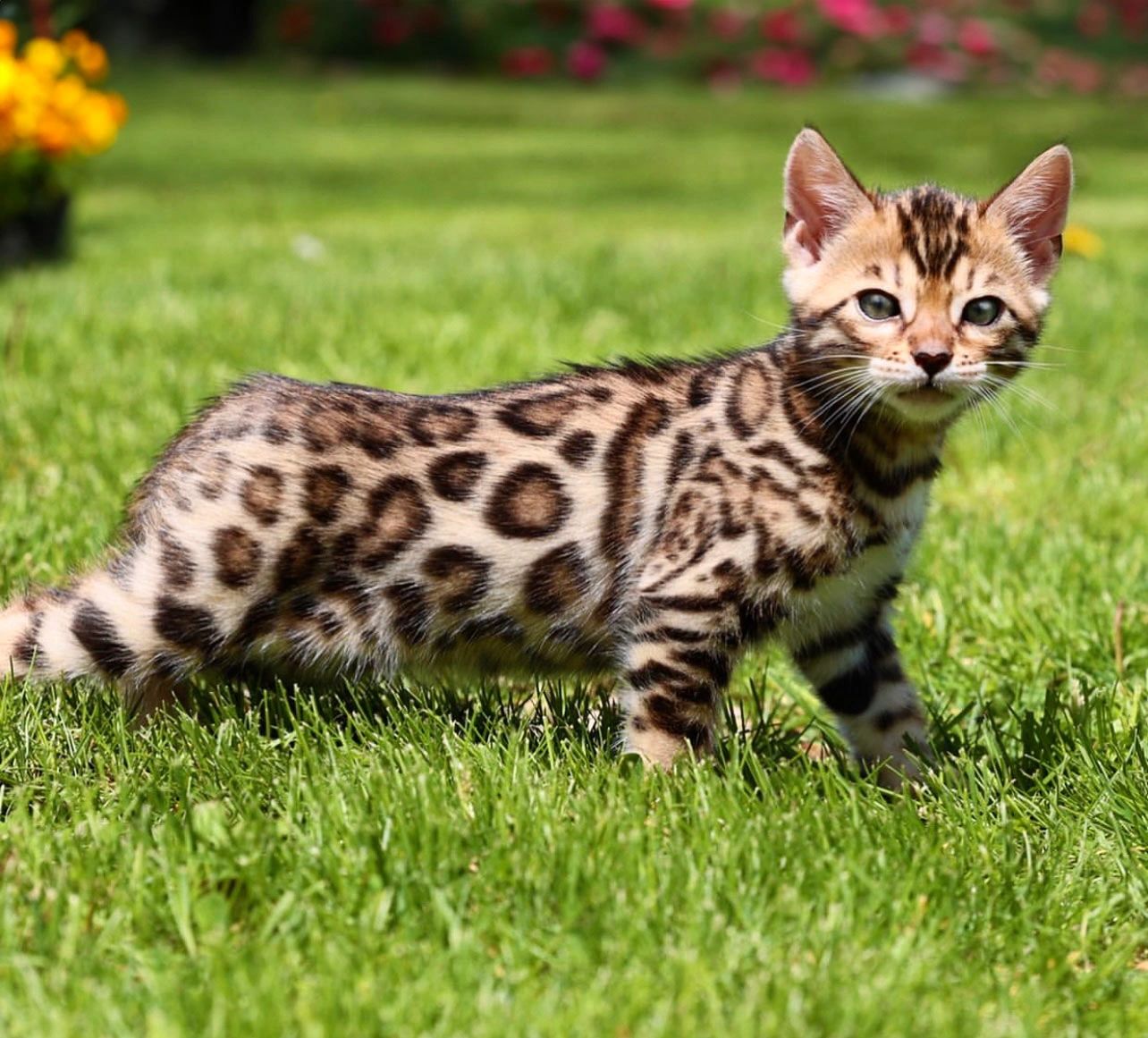 Breeder of top quality bengal kittens
