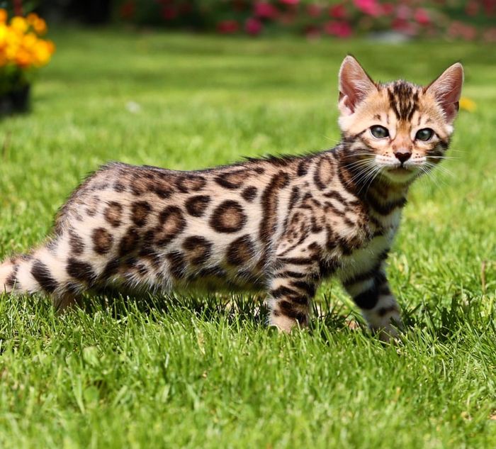 Breeder of top quality bengal kittens