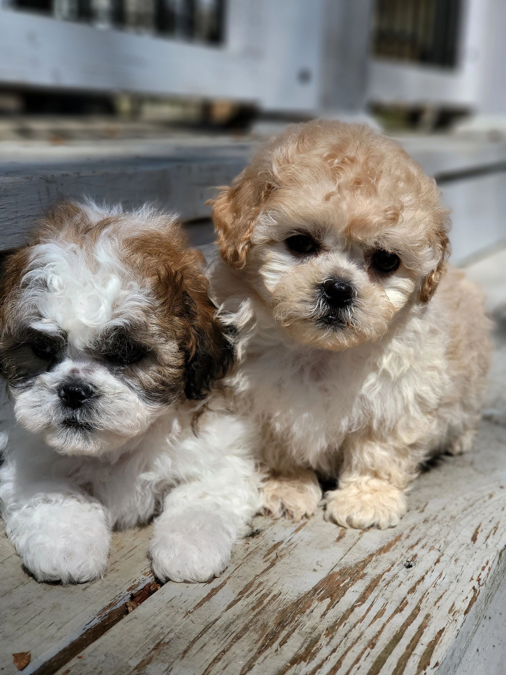 Dream Haven Shichons/Teddy Bears - Shichon Puppies Available for Sale