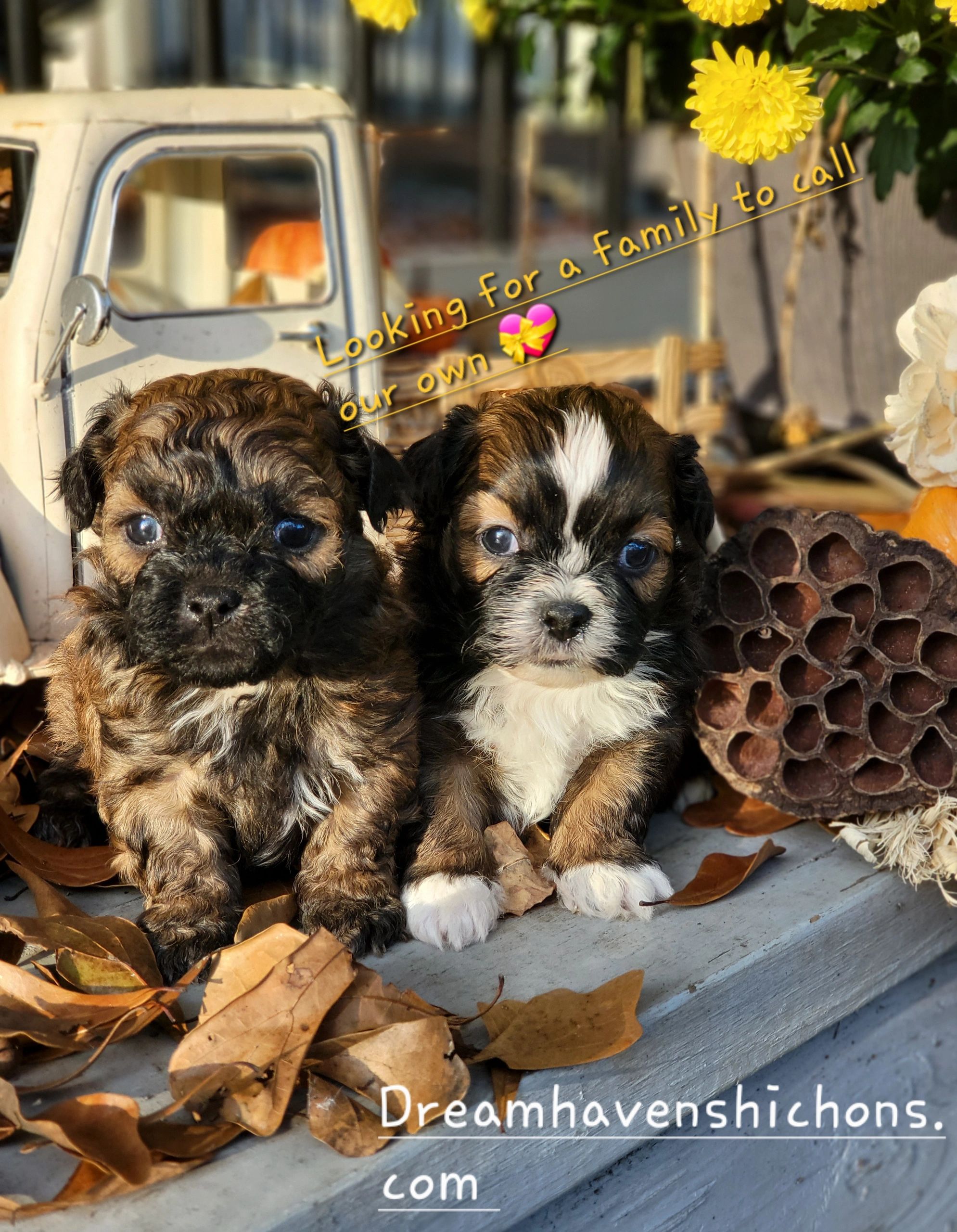 Dream Haven Shichons/Teddy Bears - Shichon Puppies Available for Sale