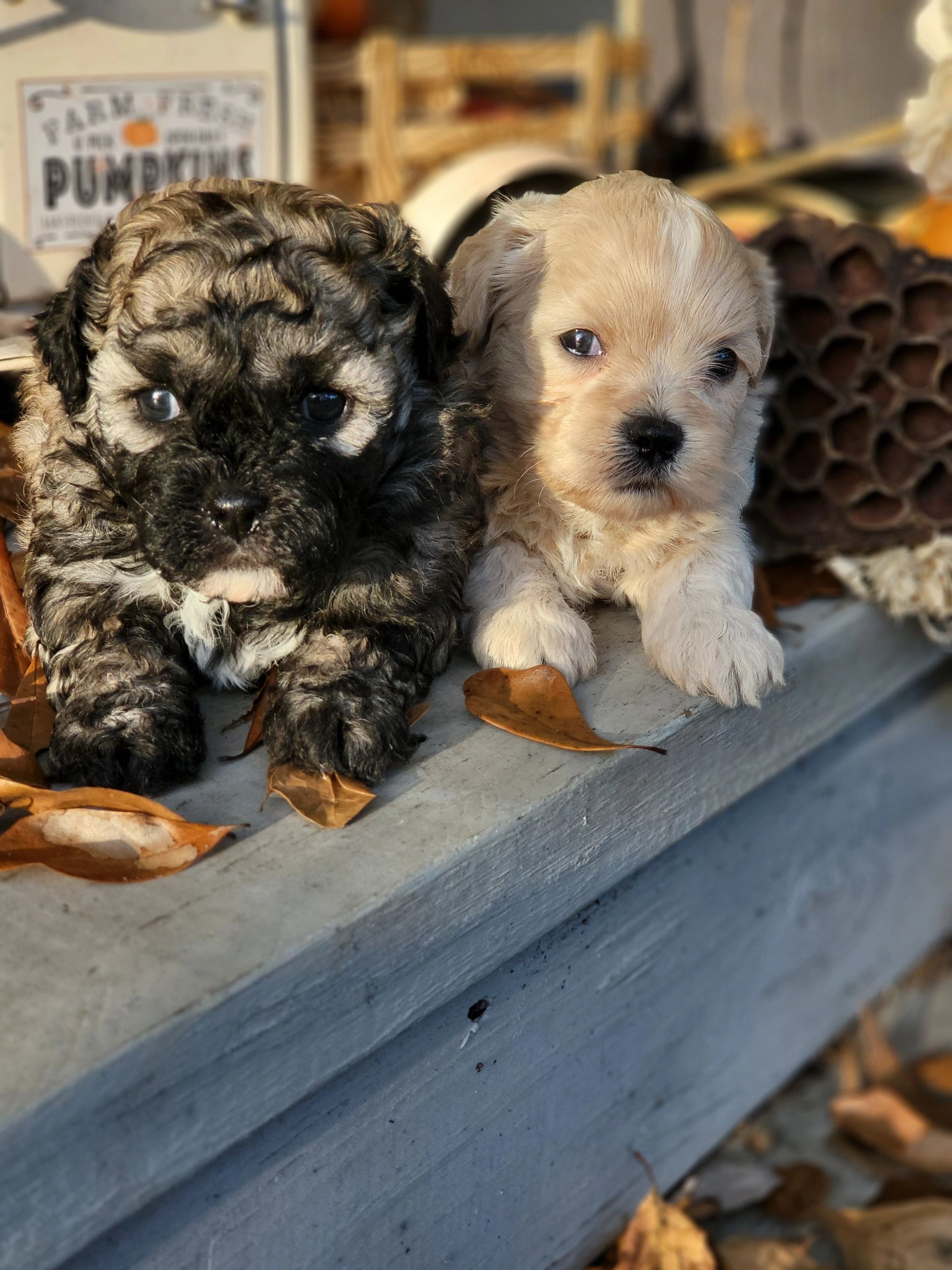 Dream Haven Shichons/Teddy Bears - Shichon Puppies Available for Sale