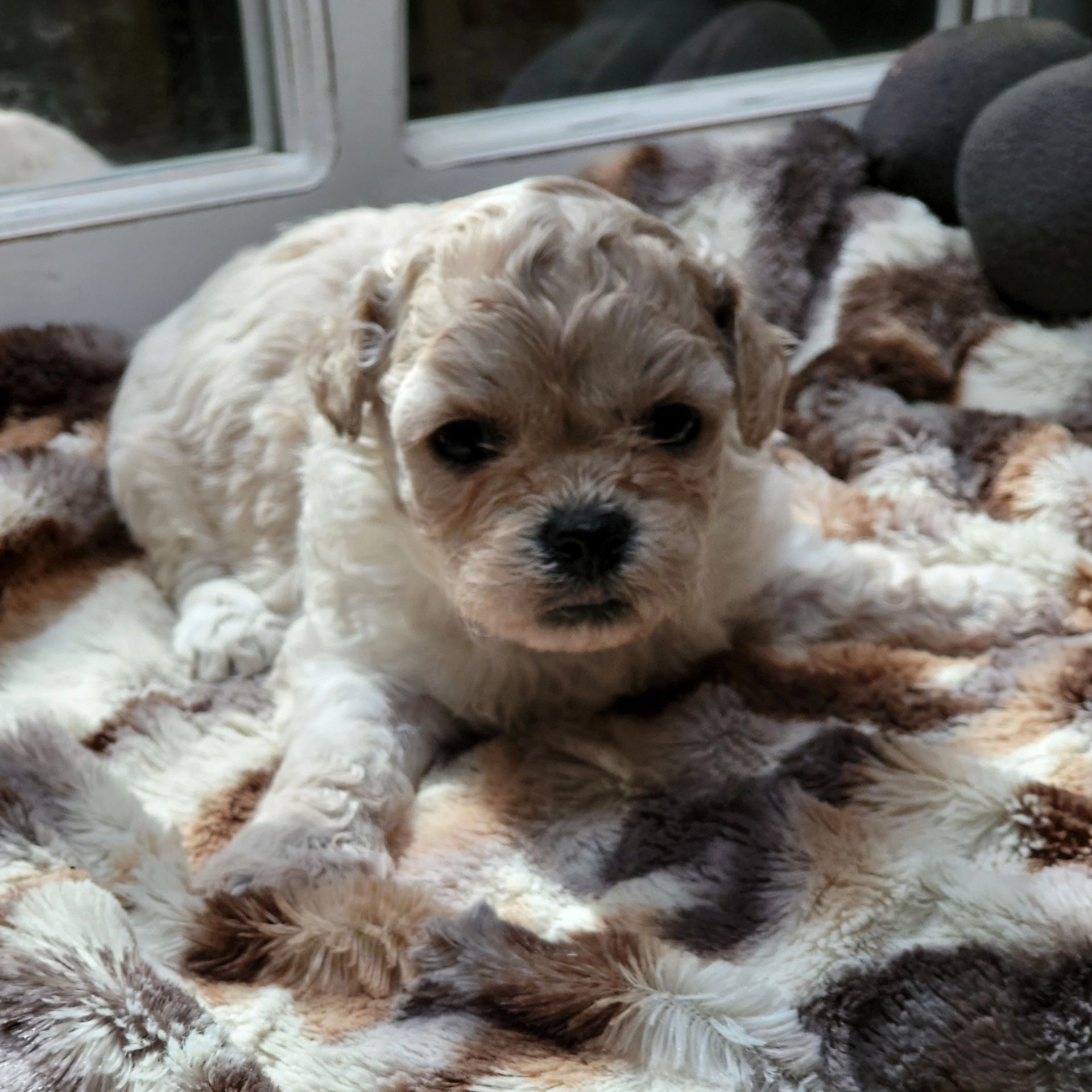 Dream Haven Shichons/Teddy Bears - Shichon Puppies Available for Sale