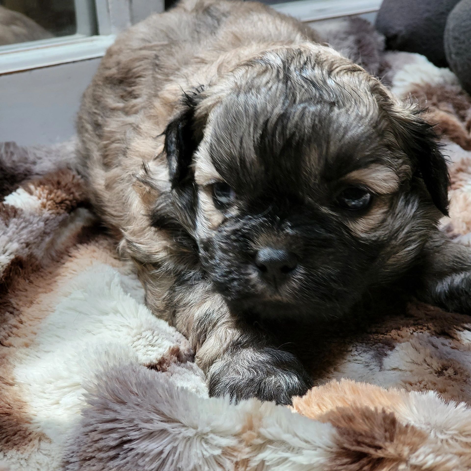 Dream Haven Shichons/Teddy Bears - Shichon Puppies Available for Sale