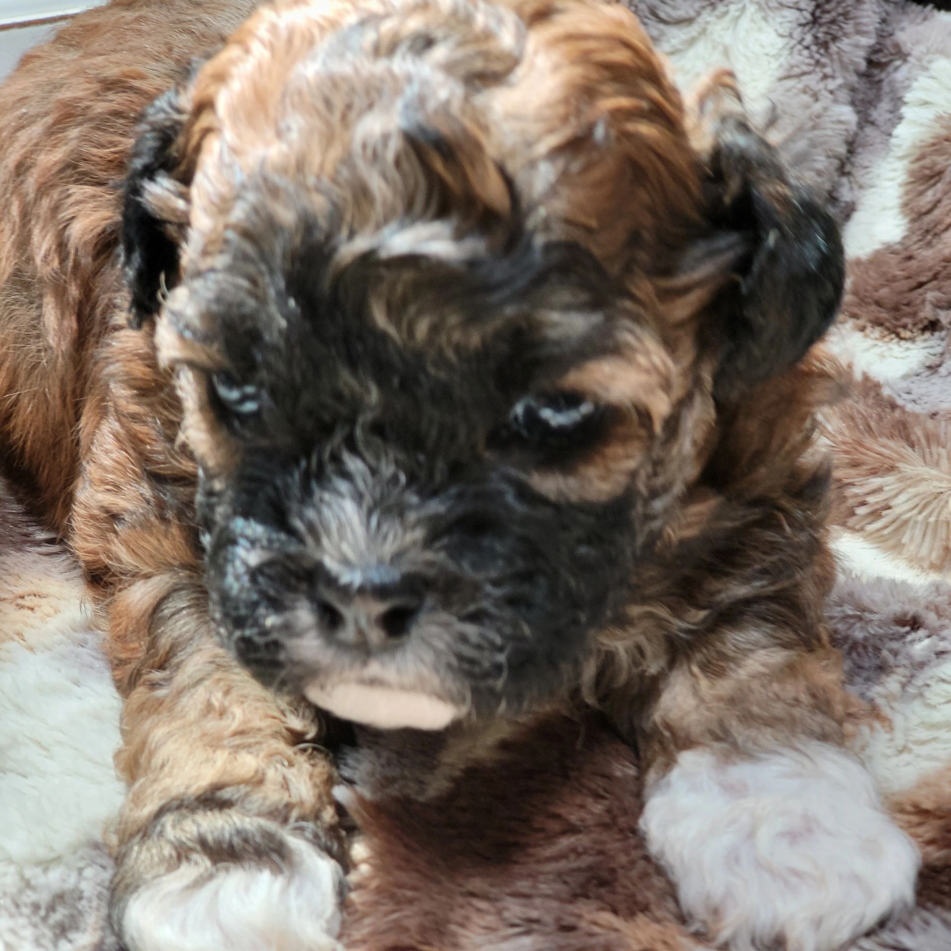 Dream Haven Shichons/Teddy Bears - Shichon Puppies Available for Sale