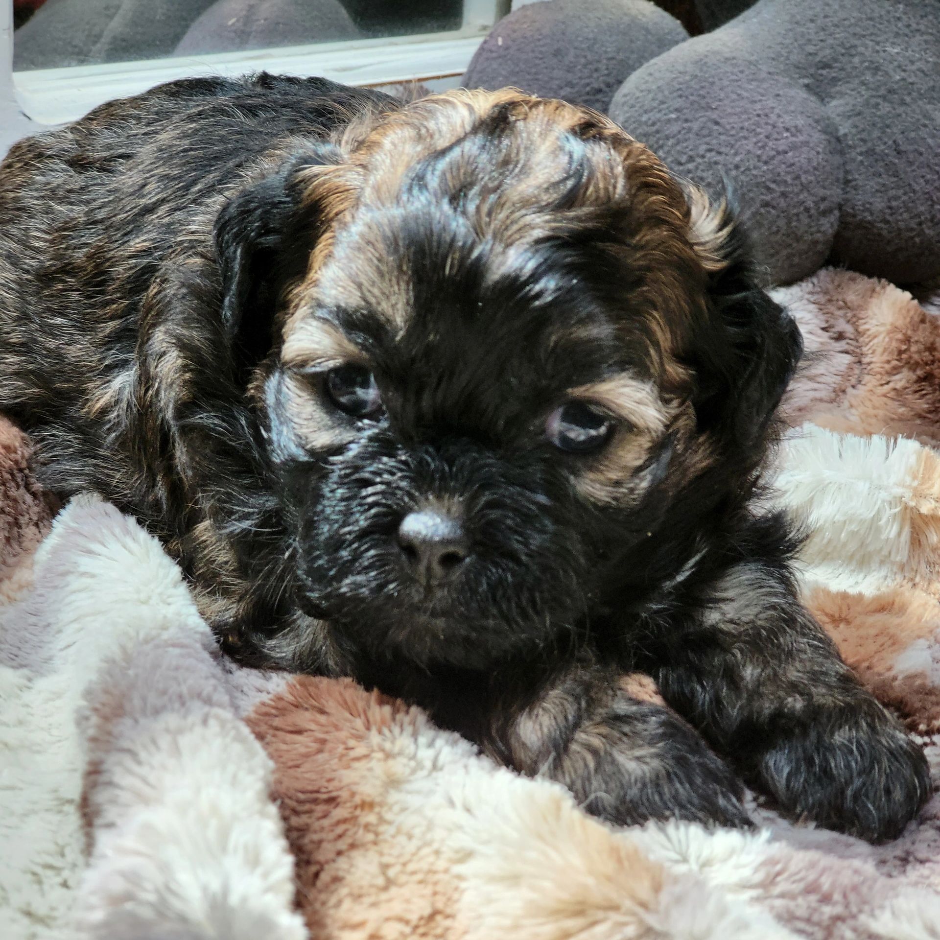 Dream Haven Shichons/Teddy Bears - Shichon Puppies Available for Sale