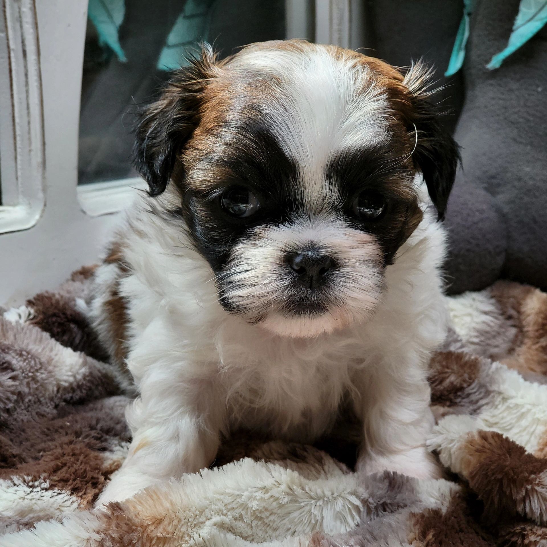 Dream Haven Shichons/Teddy Bears - Shichon Puppies Available for Sale