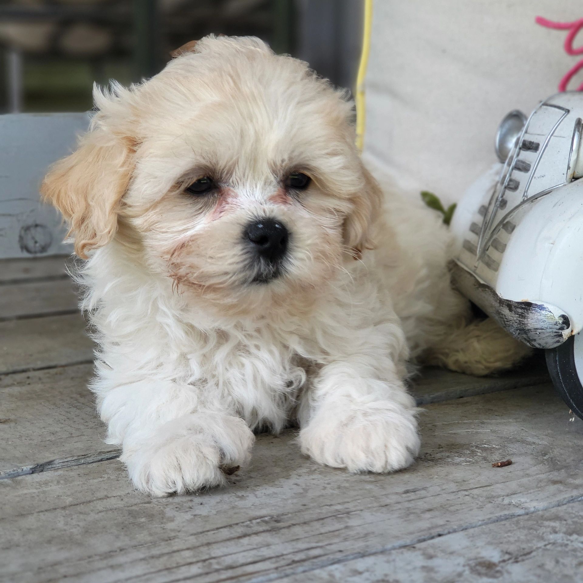 Dream Haven Shichons/Teddy Bears - Shichon Puppies Available for Sale