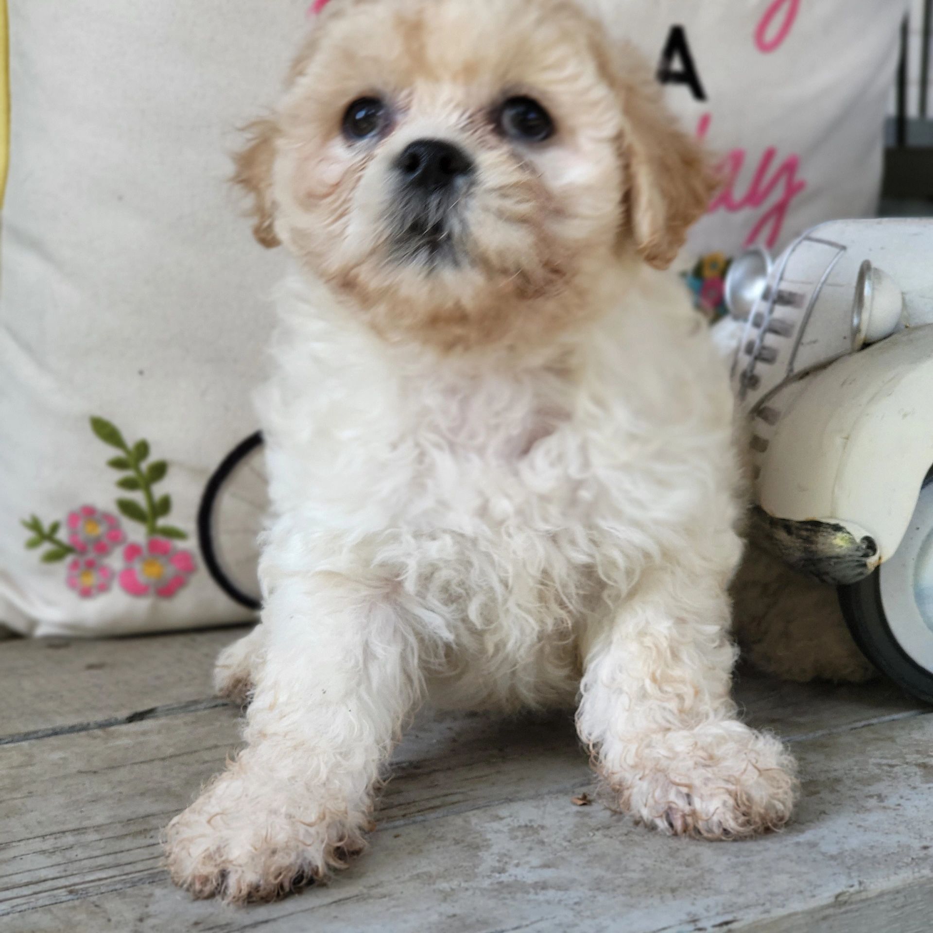 Dream Haven Shichons/Teddy Bears - Shichon Puppies Available for Sale