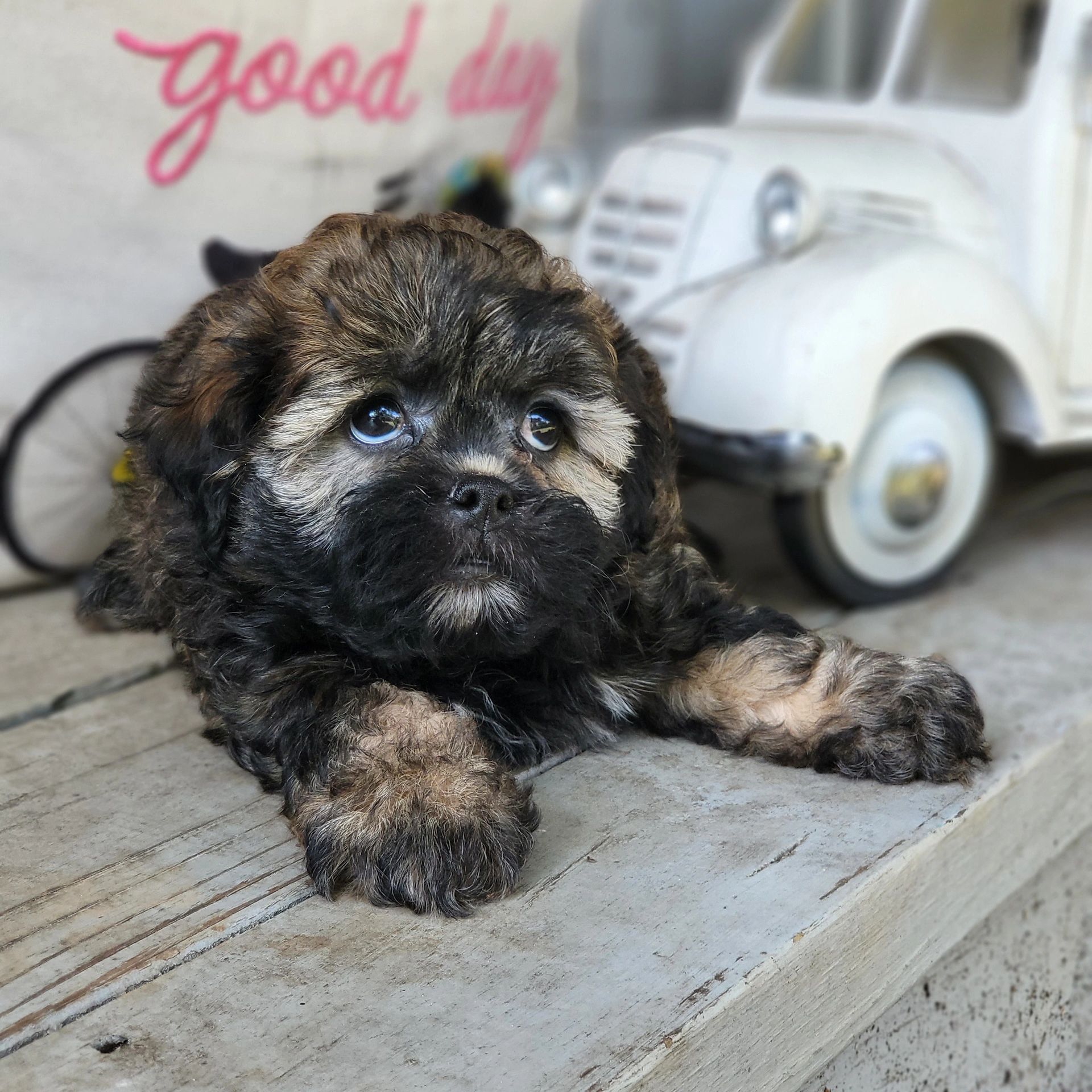 Dream Haven Shichons/Teddy Bears - Shichon Puppies Available for Sale