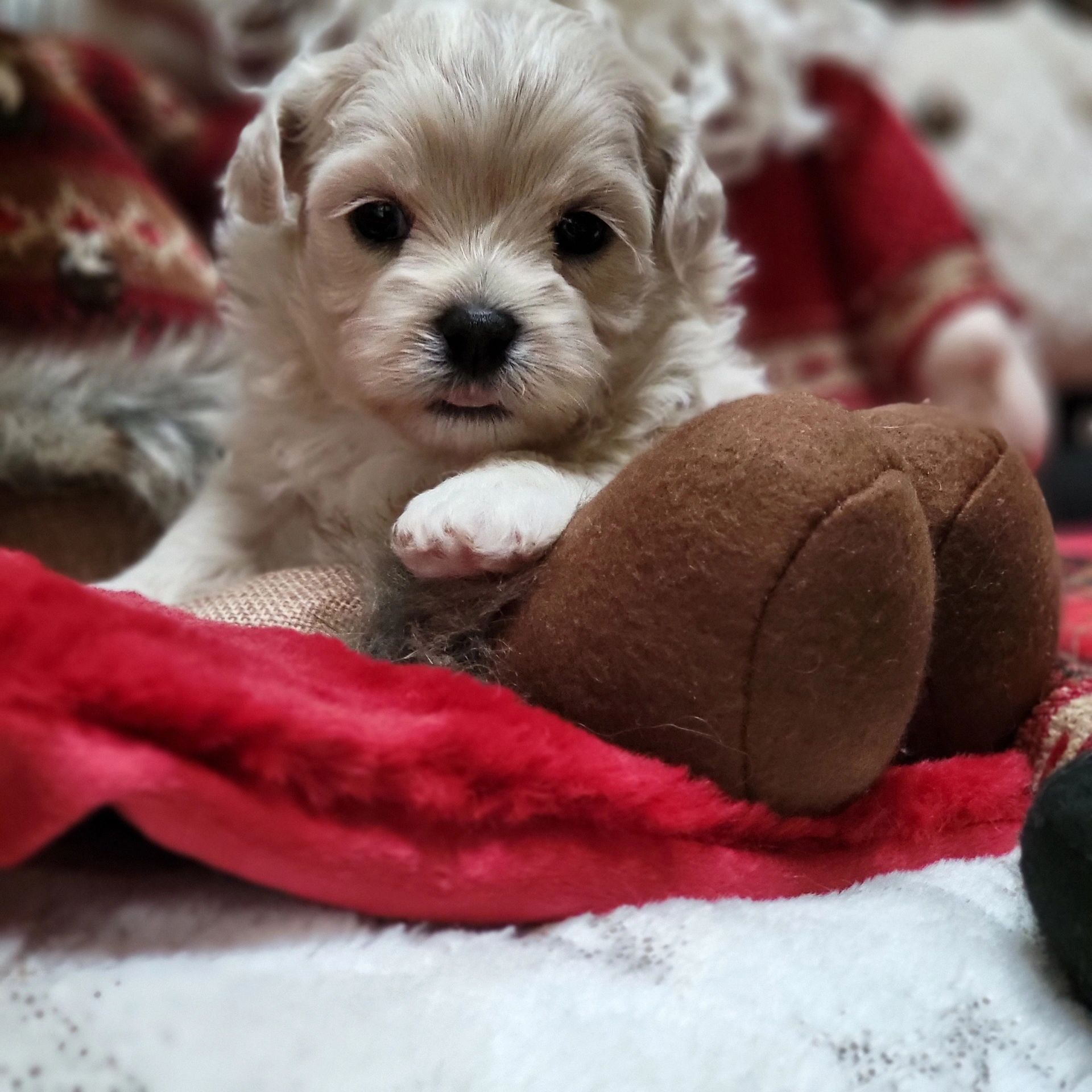 Dream Haven Shichons/Teddy Bears - Shichon Puppies Available for Sale