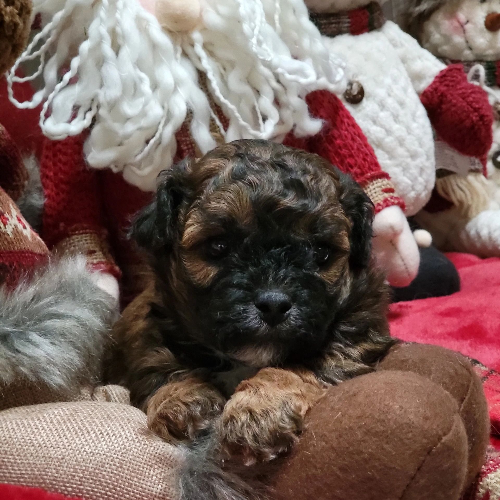 Dream Haven Shichons/Teddy Bears - Shichon Puppies Available for Sale