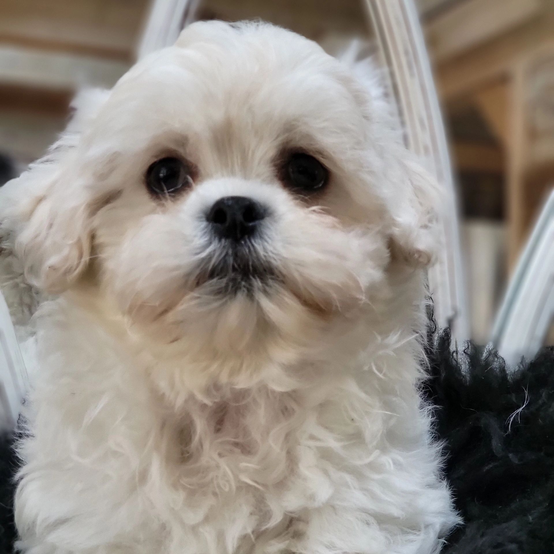 Dream Haven Shichons/Teddy Bears - Shichon Puppies Available for Sale