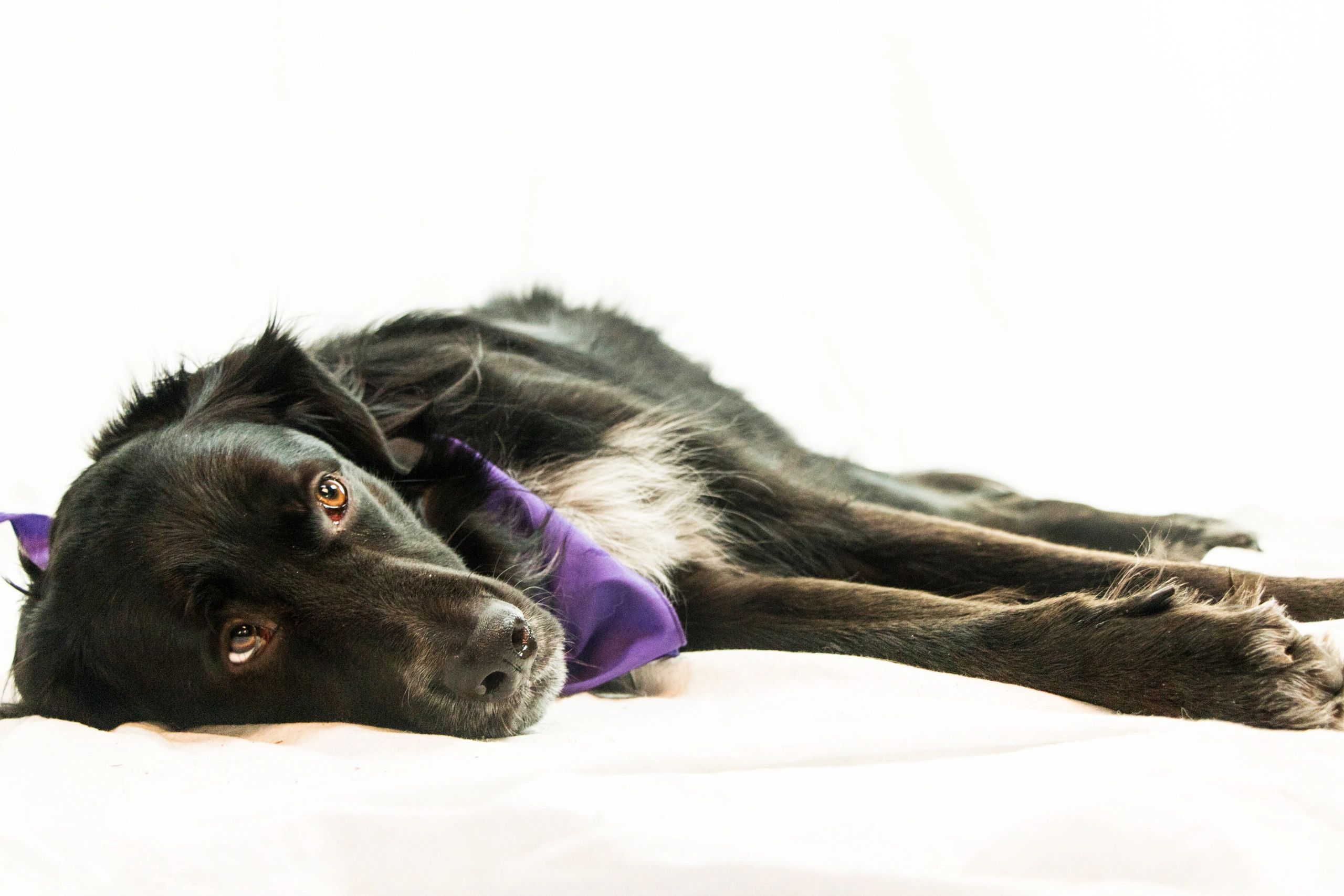 Adoptable Animals | Arc Rescue