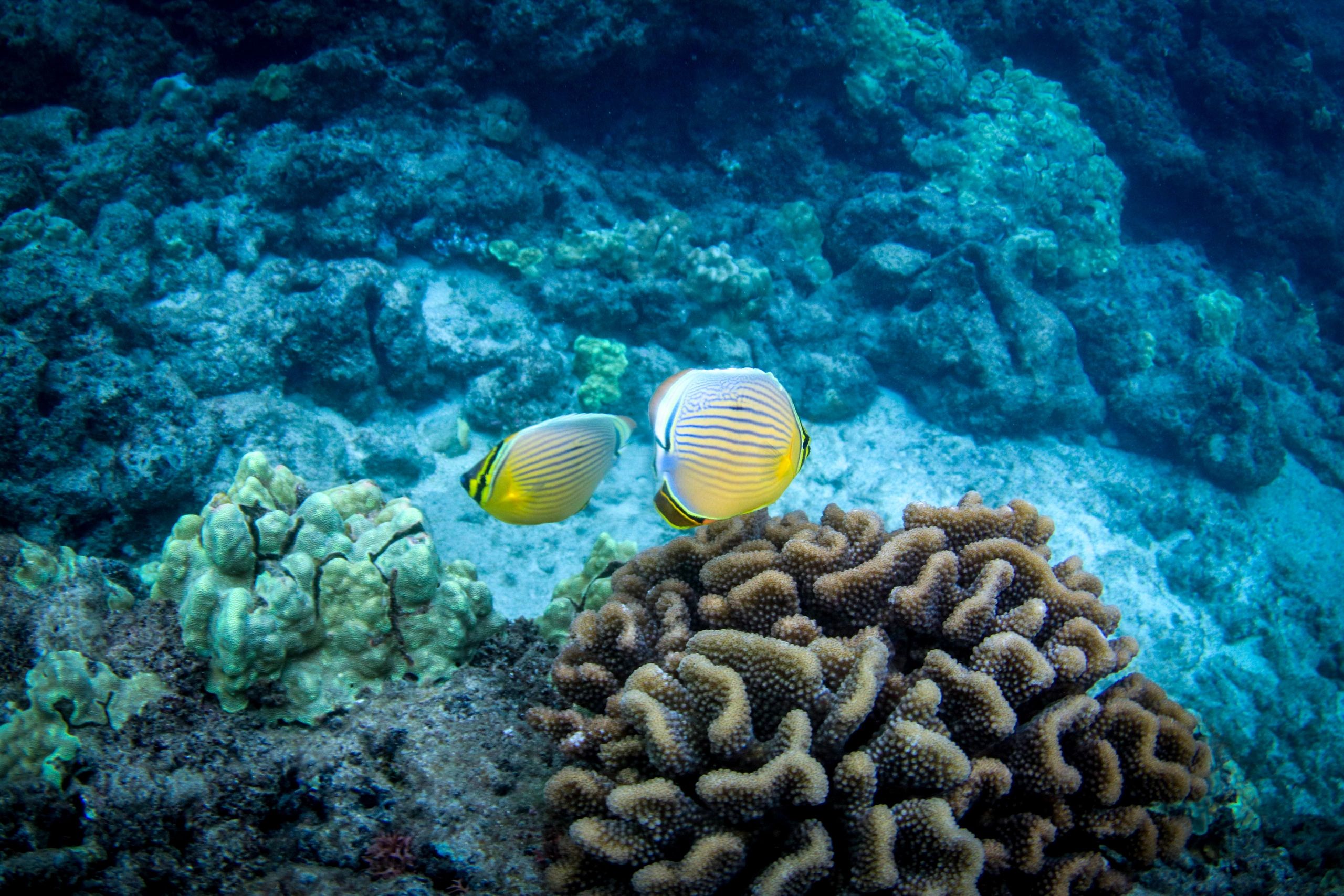 Inspire Consulting Services