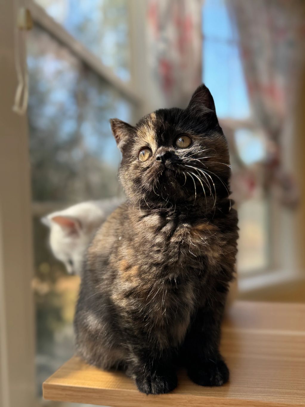 Our Queens | McGlocklin Cattery