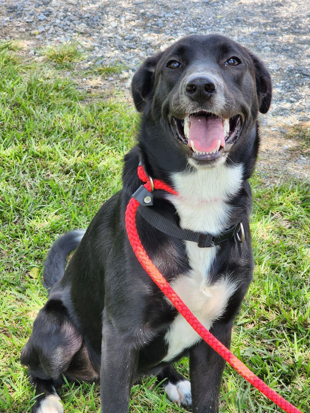 Available for Adoption