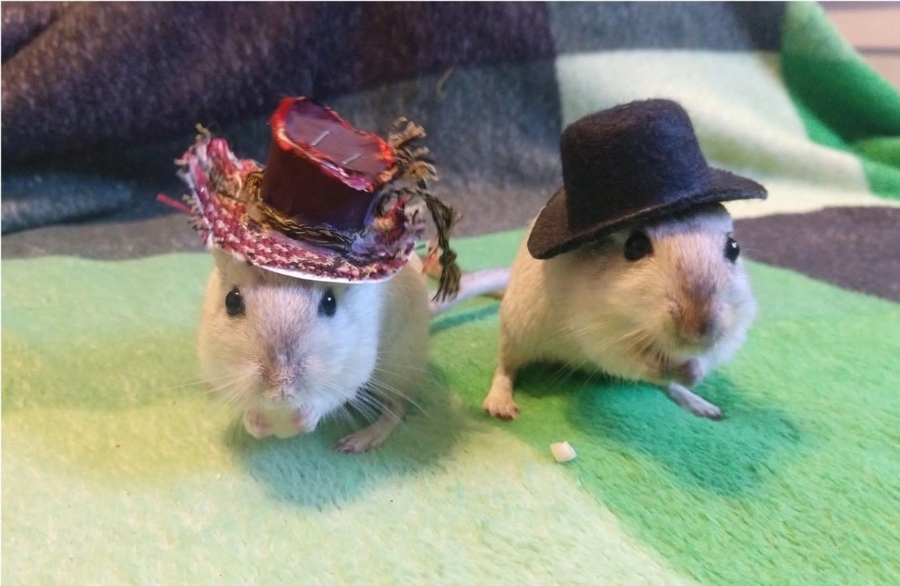Gerbils in hats of Gloucester, Massachusetts